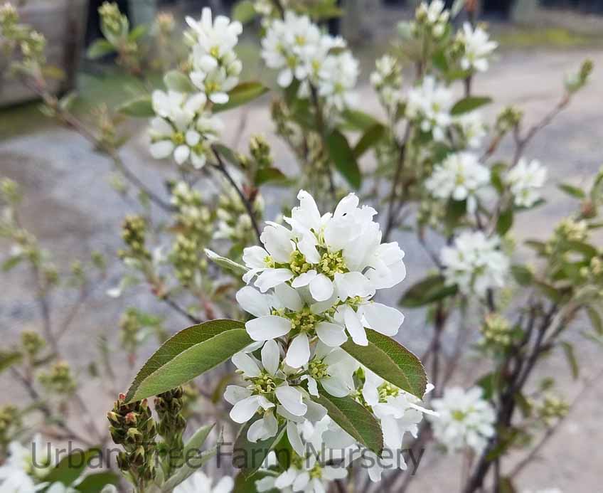 Amelanchier alnifolia 'Regent' | Urban Tree Farm Nursery