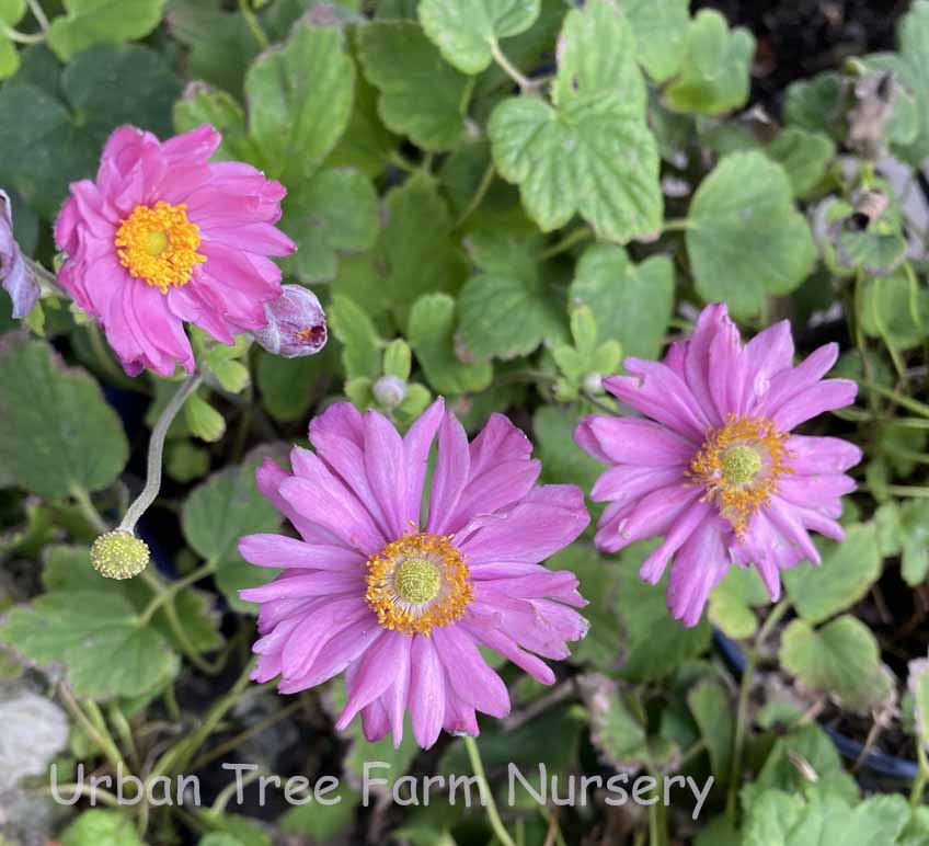 Anemone hybrida 'Pamina' | Urban Tree Farm Nursery