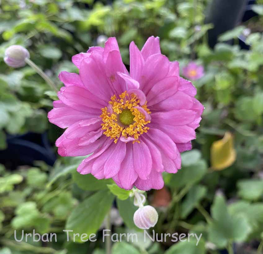 Anemone hybrida 'Pamina' | Urban Tree Farm Nursery