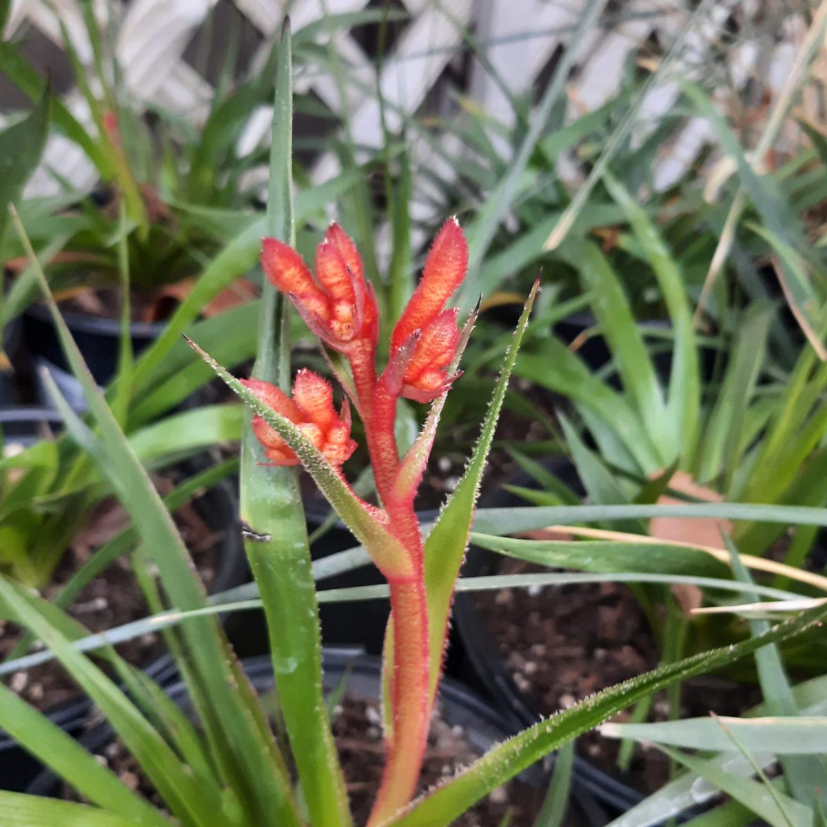 Anigozanthos 'Kanga Pink' | Urban Tree Farm Nursery
