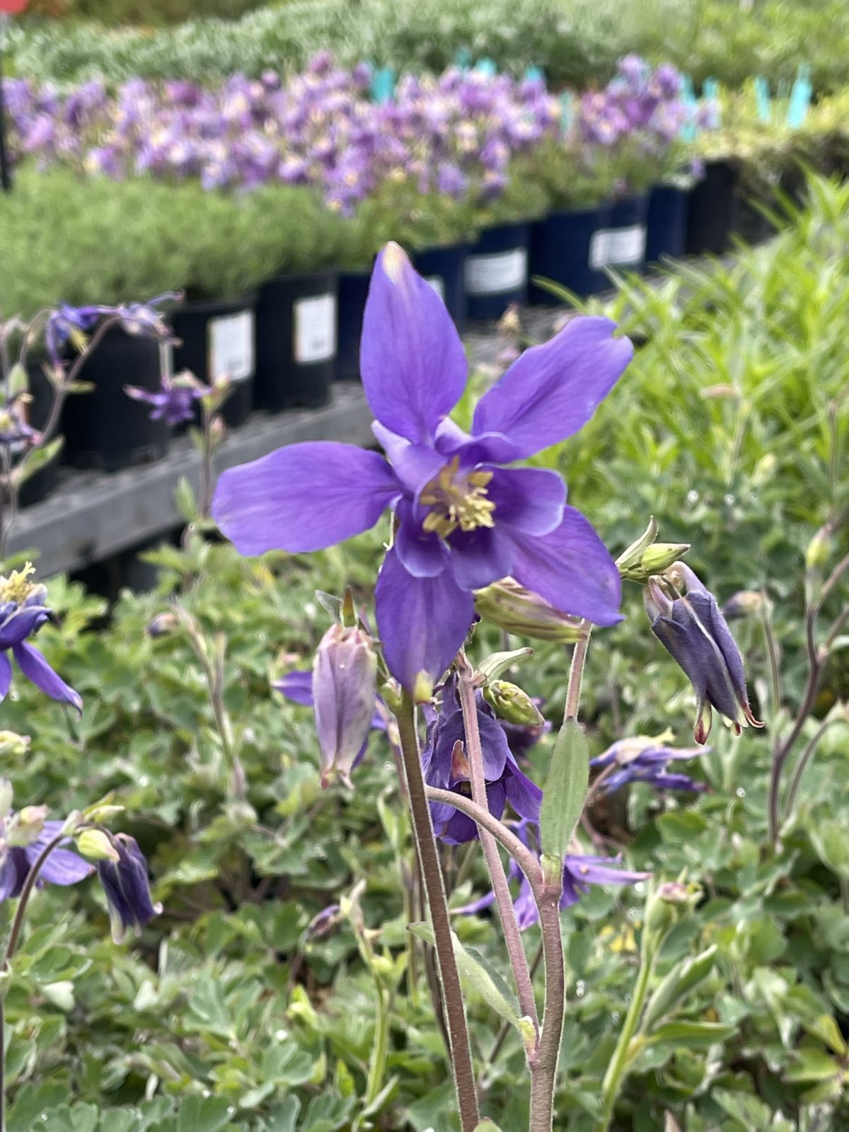 Aquilegia caerulea | Urban Tree Farm Nursery