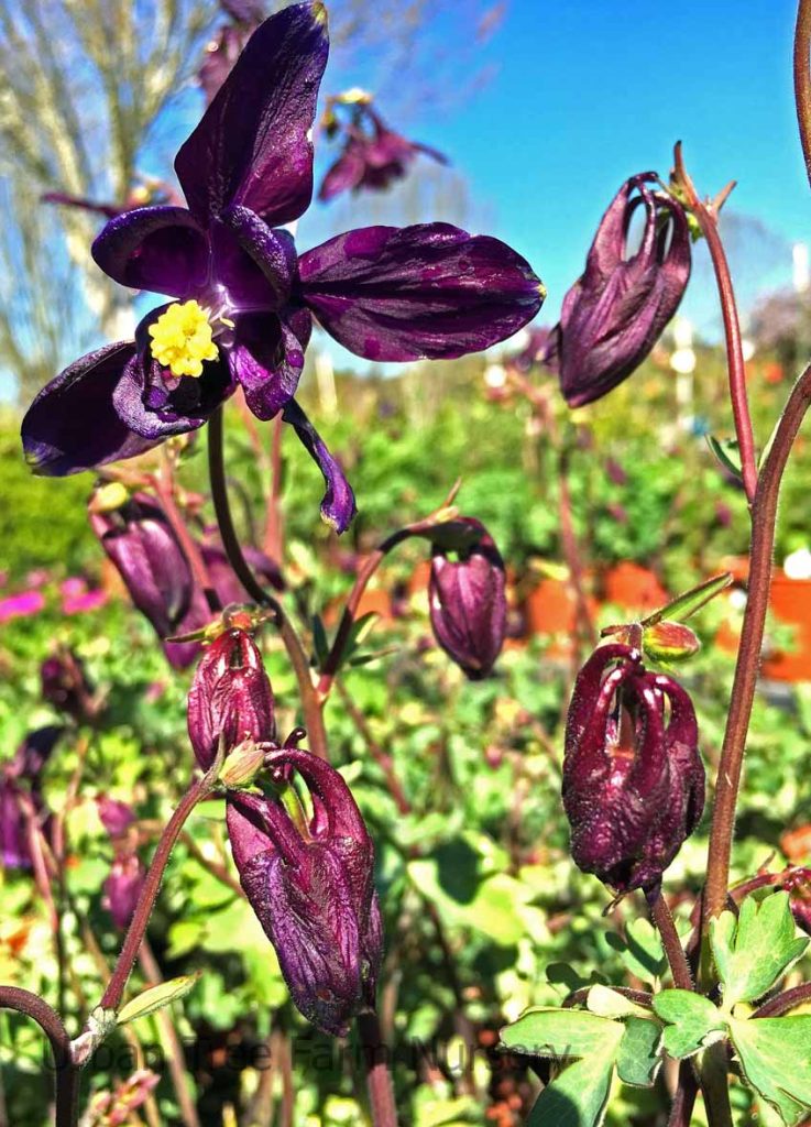 Aquilegia hybrid 'Storm Dancer' | Urban Tree Farm Nursery