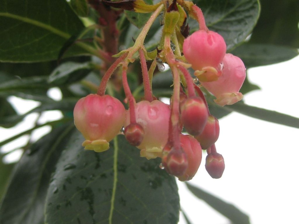 Arbutus marina | Urban Tree Farm Nursery