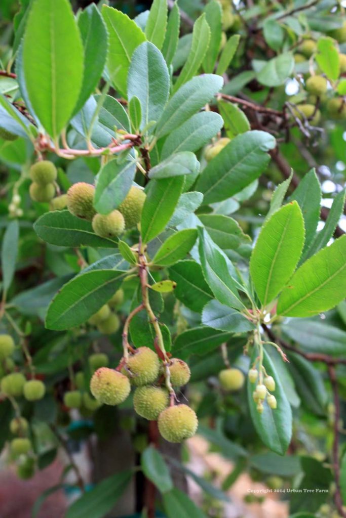 Arbutus unedo 'Compacta' STD | Urban Tree Farm Nursery