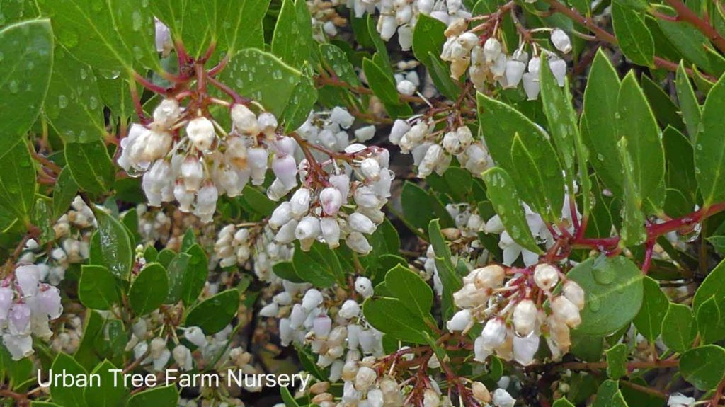 Arctostaphylos densiflora 'Howard McMinn' | Urban Tree Farm Nursery