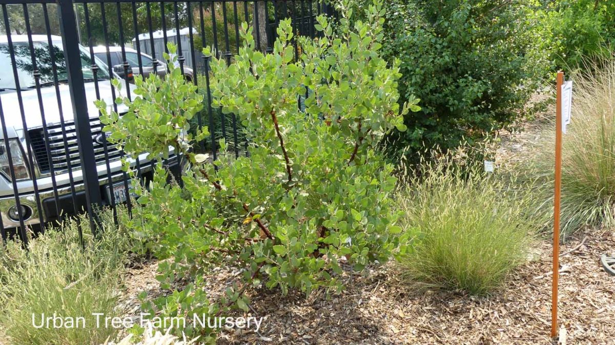 Arctostaphylos manzanita 'Dr Hurd' | Urban Tree Farm Nursery