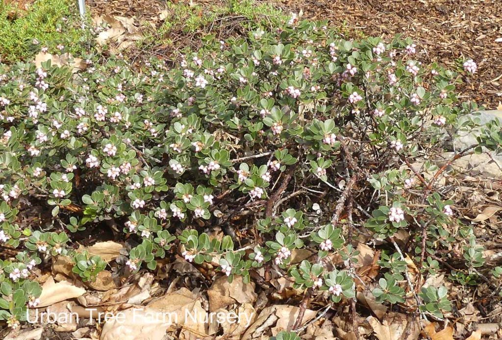 Arctostaphylos uva-ursi 'Point Reyes' | Urban Tree Farm Nursery