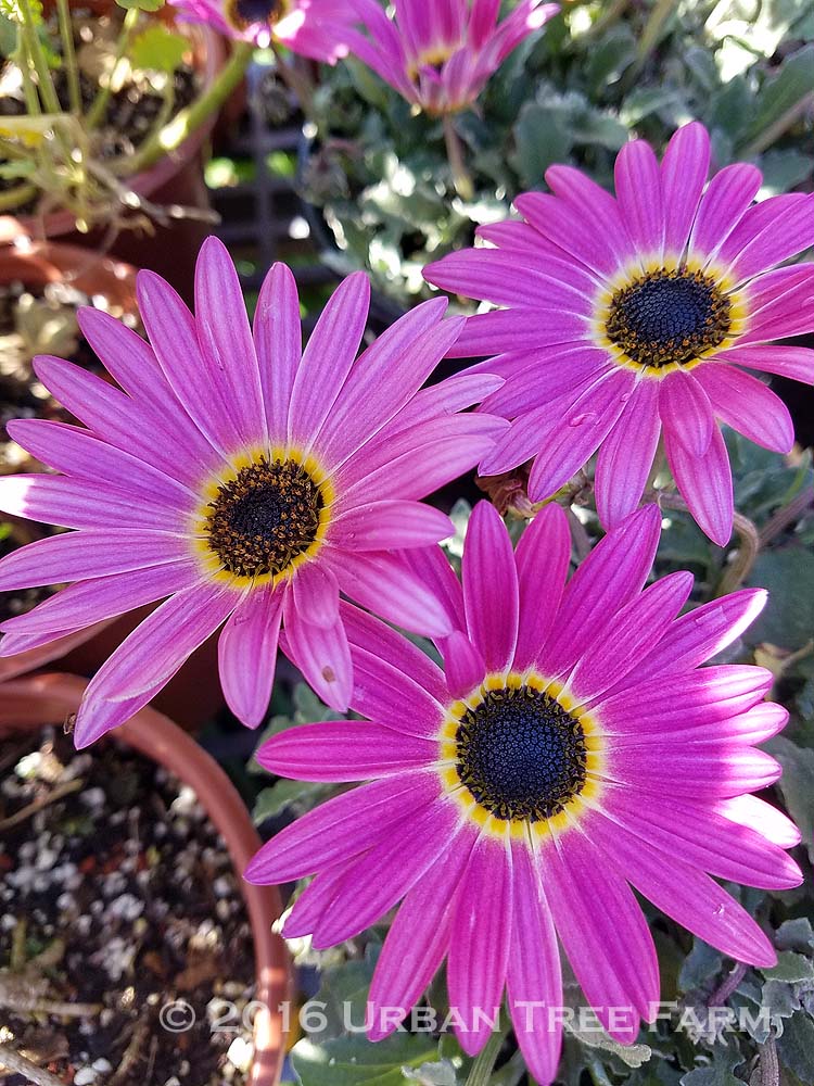 Arctotis 'Opera Rose' | Urban Tree Farm Nursery