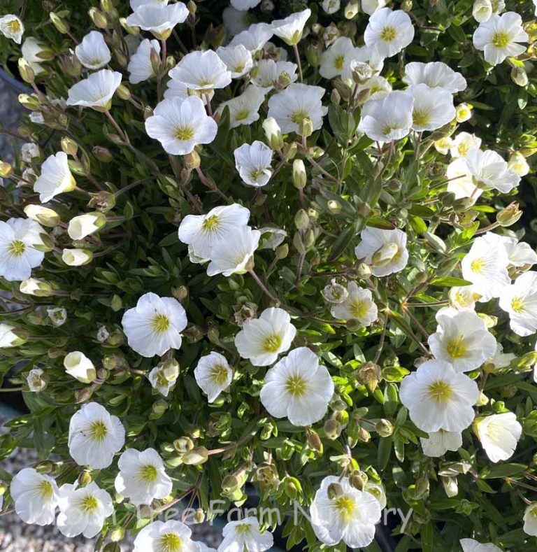 Arenaria montana 'Summer White' | Urban Tree Farm Nursery