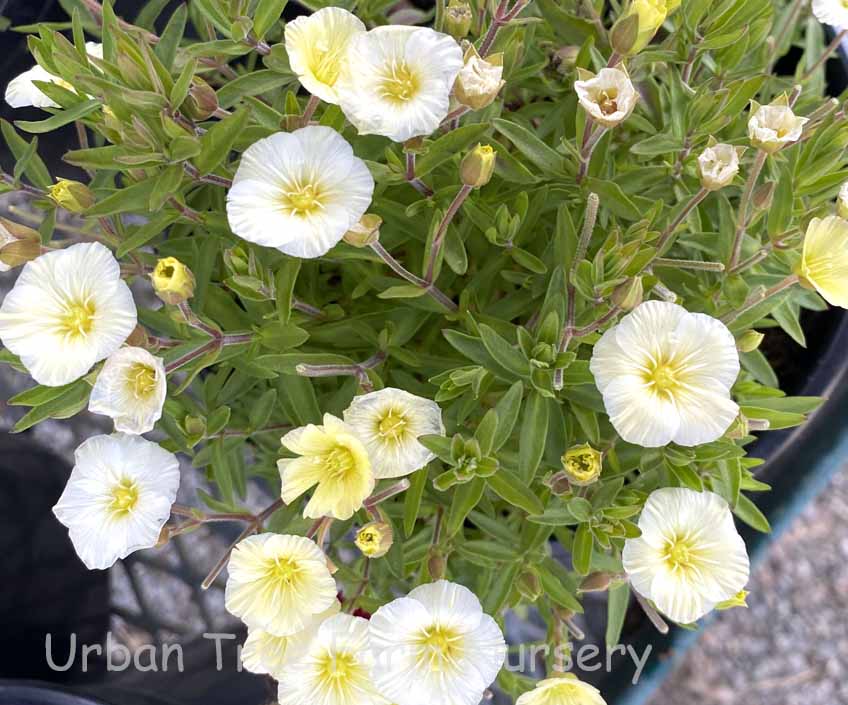 Arenaria montana 'Winter Lemon' | Urban Tree Farm Nursery