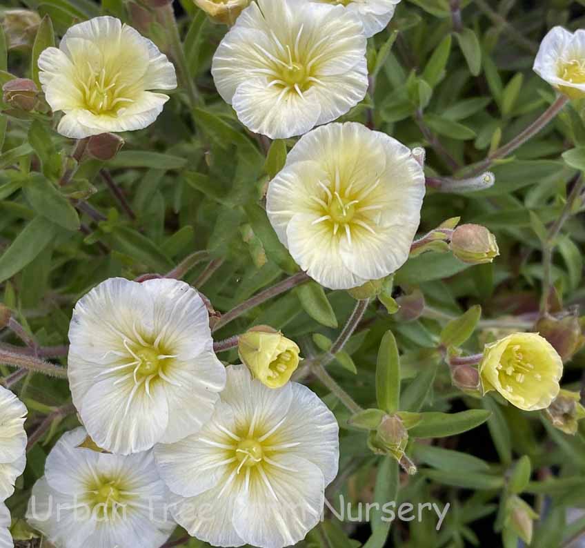 Arenaria montana 'Winter Lemon' | Urban Tree Farm Nursery