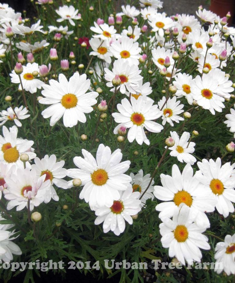 Argyranthemum frutescens 'Elsa' | Urban Tree Farm Nursery