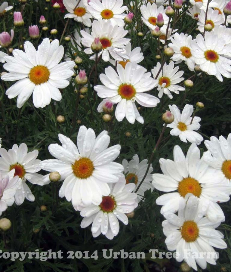 Argyranthemum frutescens 'Elsa' | Urban Tree Farm Nursery