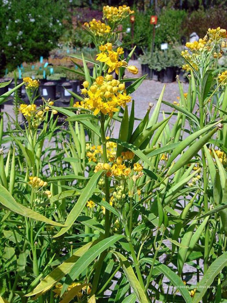 Asclepias curassavica 'Silky Gold' | Urban Tree Farm Nursery