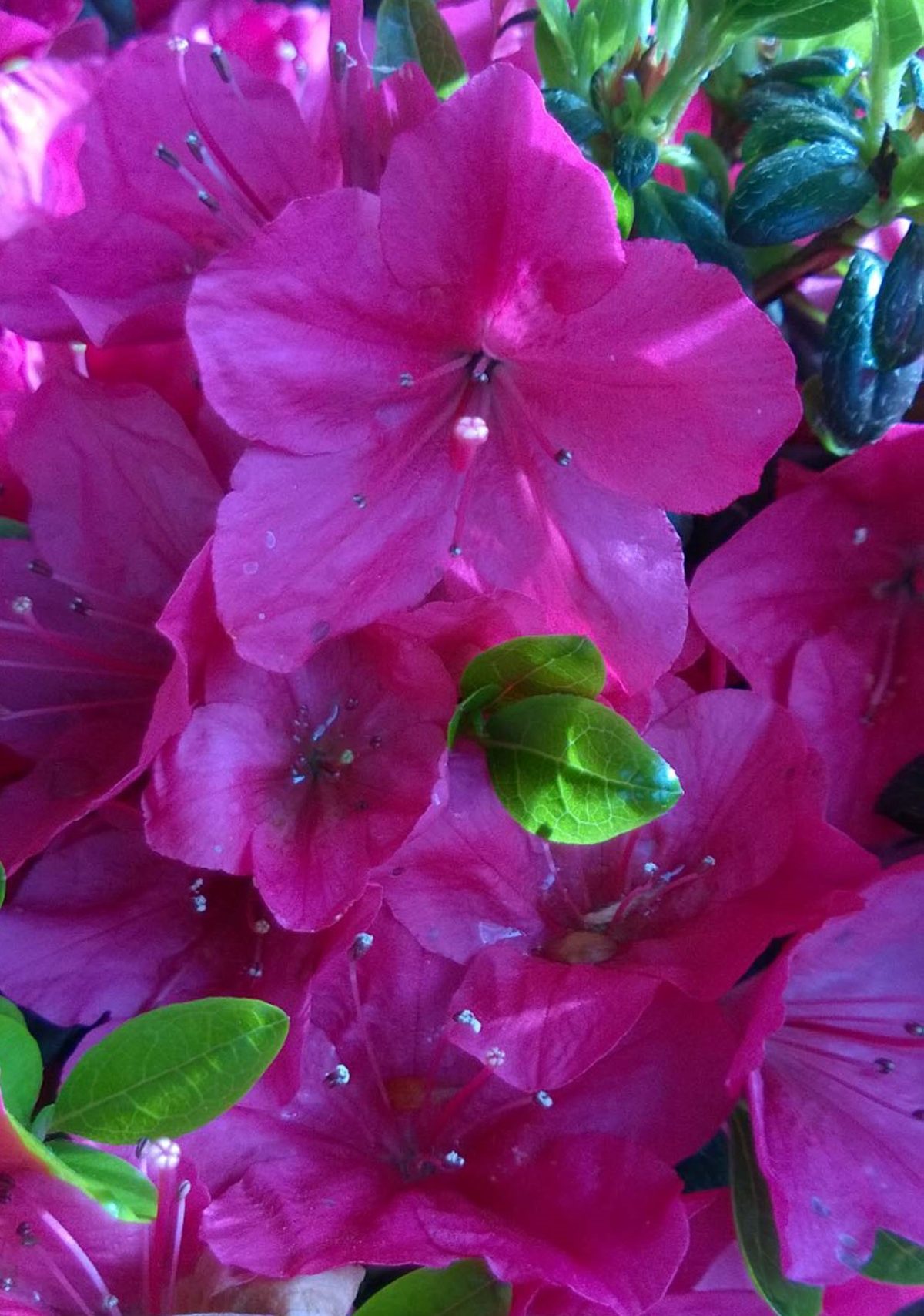 Azalea 'Cherry Drops' | Urban Tree Farm Nursery