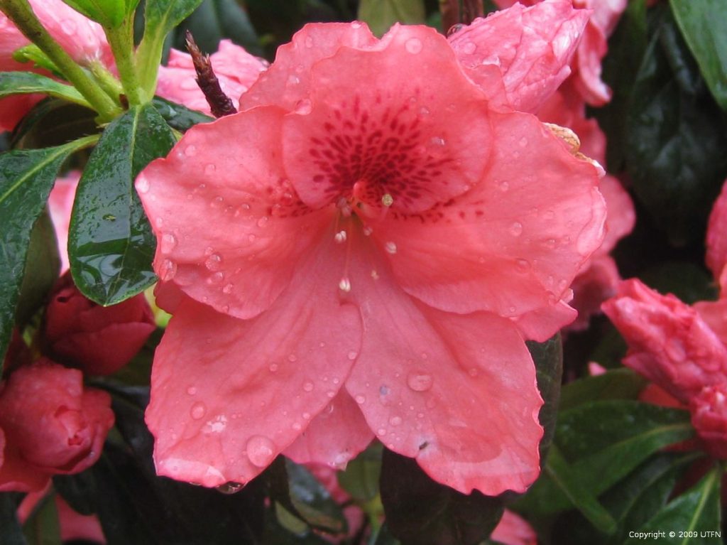 Azalea 'Dorothy Gish' | Urban Tree Farm Nursery