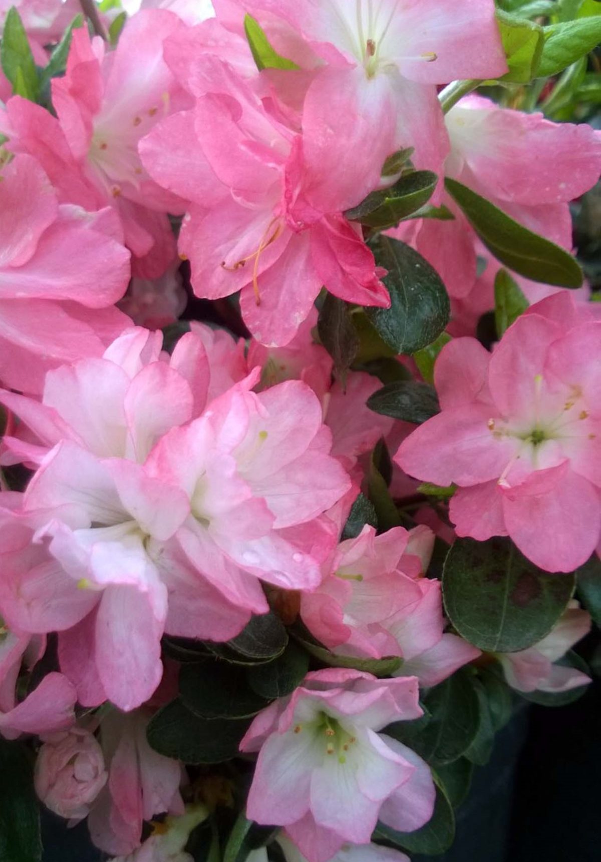 Azalea 'Eileen' | Urban Tree Farm Nursery