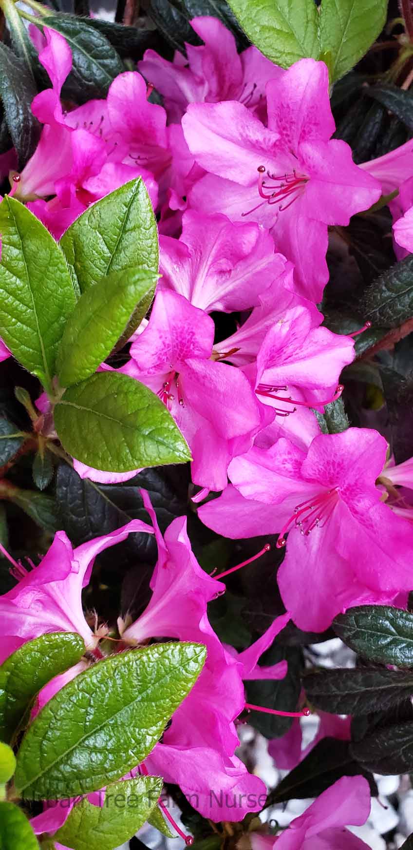 Azalea, Encore 'Autumn Amethyst' | Urban Tree Farm Nursery