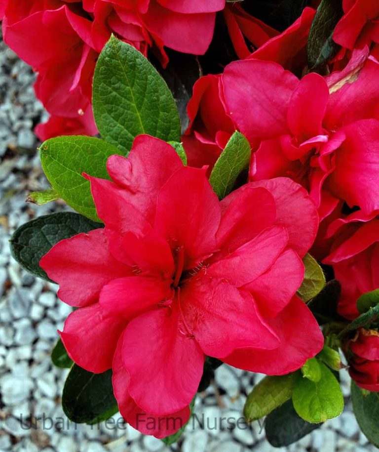 Azalea, Encore 'Autumn Bonfire' | Urban Tree Farm Nursery