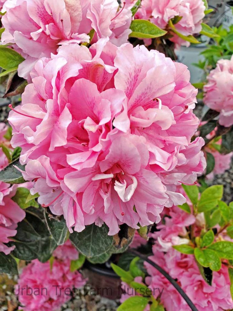 Azalea, Encore 'Autumn Carnation' | Urban Tree Farm Nursery