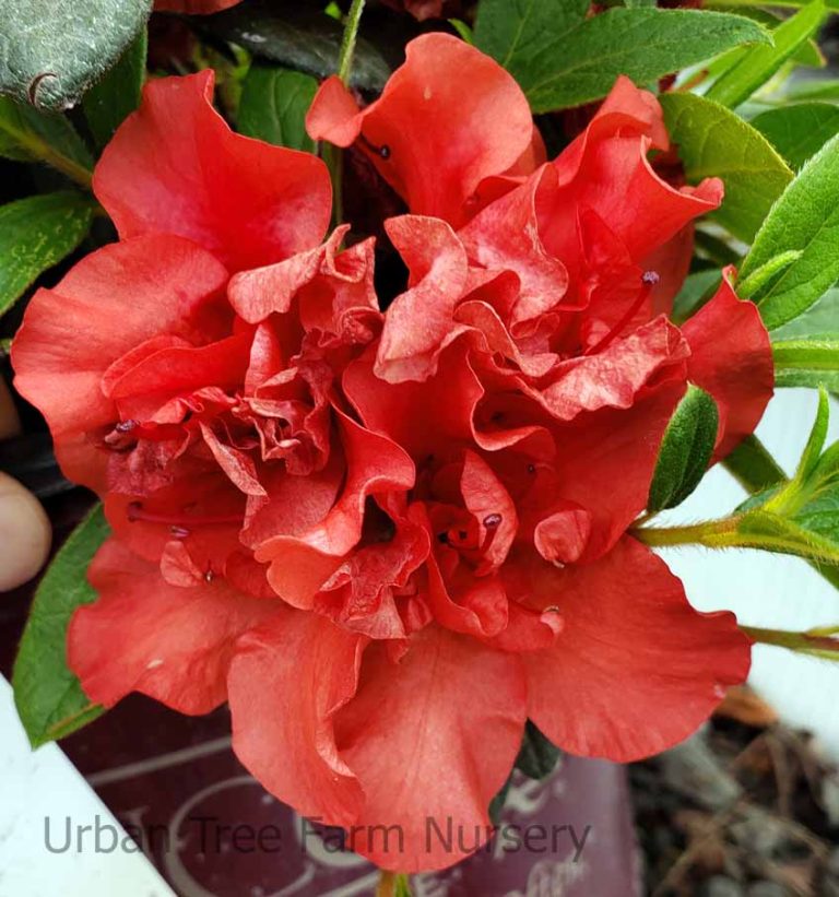 Azalea, Encore 'Autumn Embers' | Urban Tree Farm Nursery