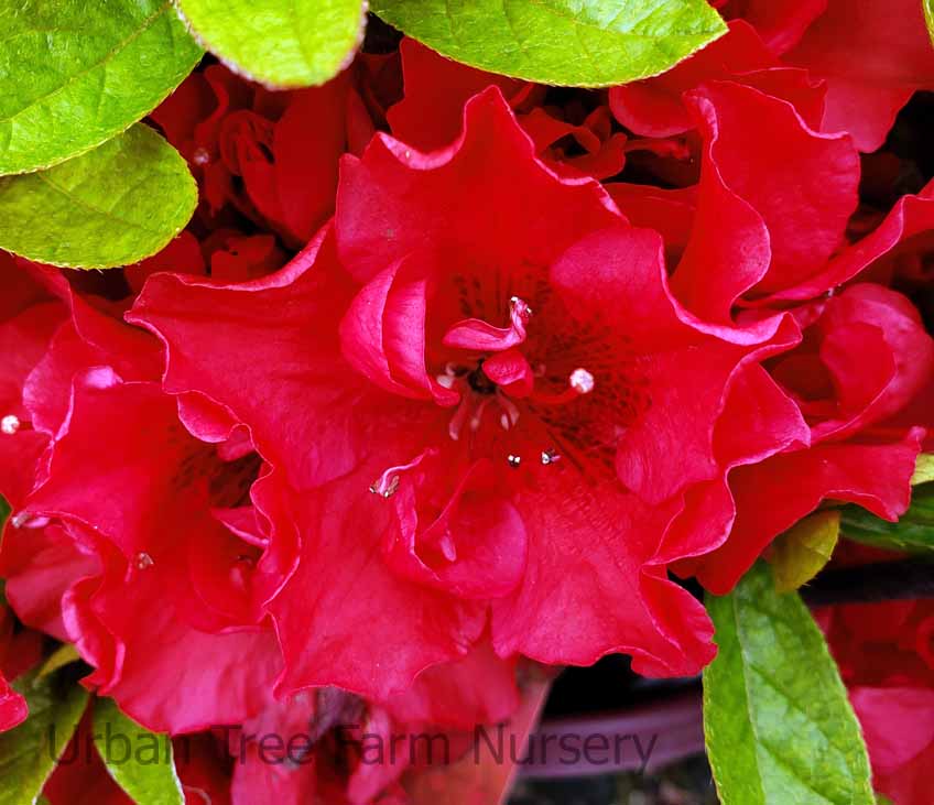 Azalea, Encore 'Autumn Fire' | Urban Tree Farm Nursery