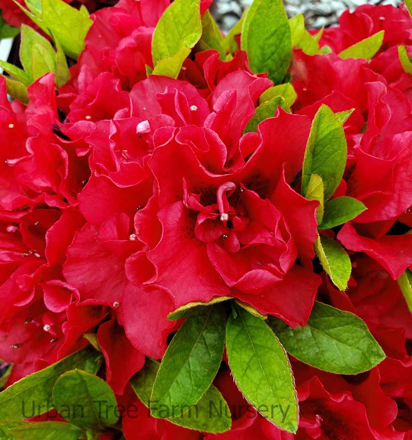 Azalea, Encore 'Autumn Fire' | Urban Tree Farm Nursery