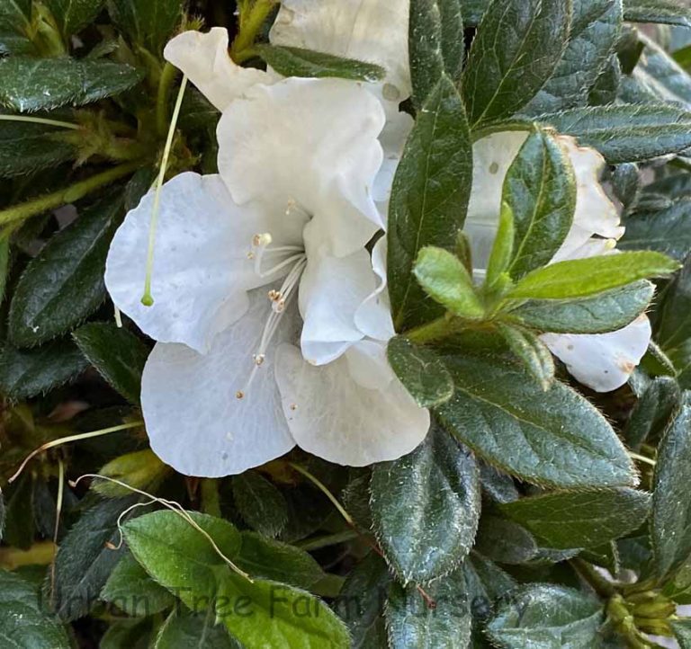 Azalea, Encore 'Autumn Ivory' | Urban Tree Farm Nursery
