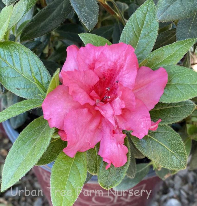 Azalea, Encore 'Autumn Rouge' | Urban Tree Farm Nursery
