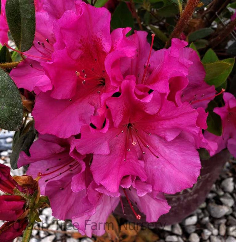 Azalea, Encore 'Autumn Royalty' | Urban Tree Farm Nursery