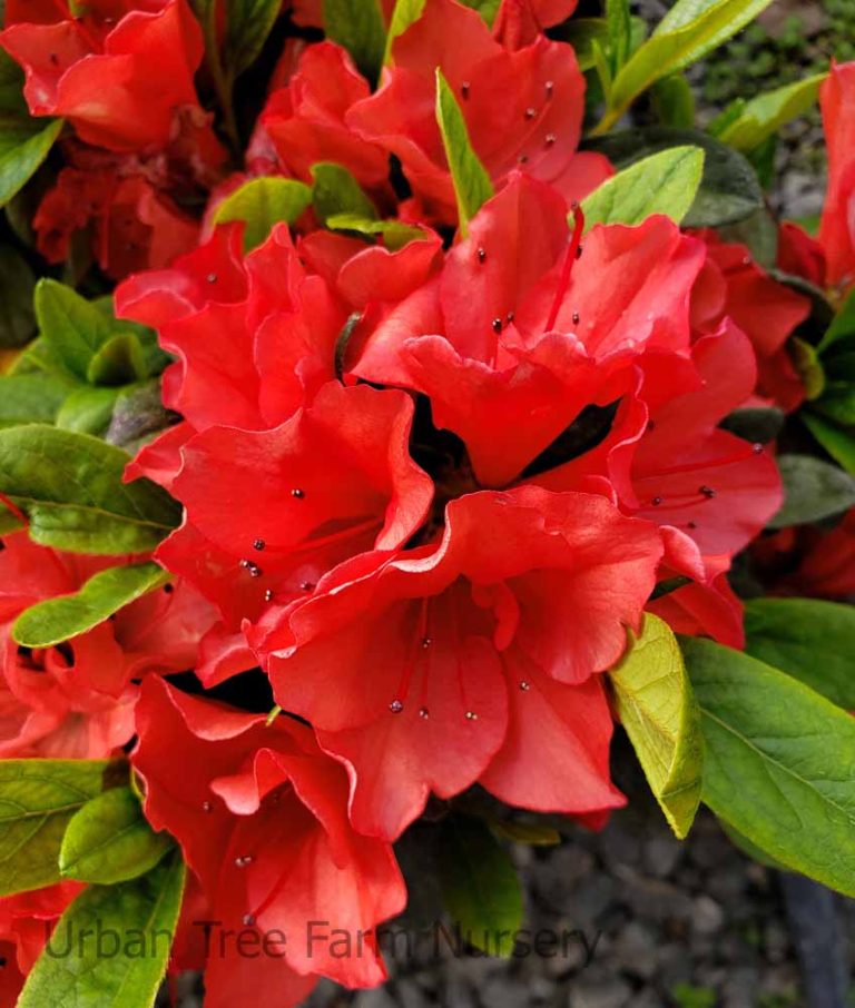 Azalea, Encore 'Autumn Sunset' | Urban Tree Farm Nursery