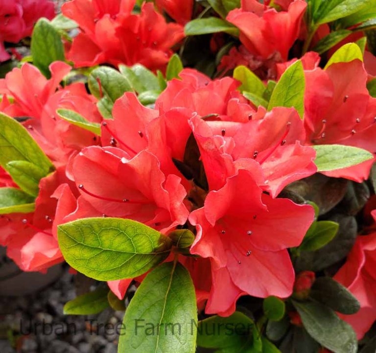 Azalea, Encore 'Autumn Sunset' | Urban Tree Farm Nursery