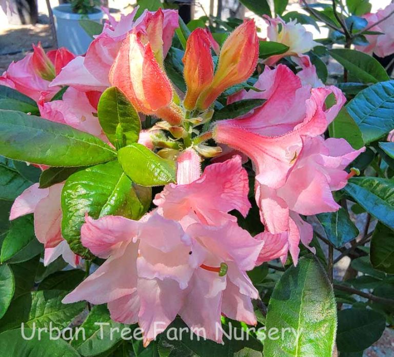 Azalea, Exbury Hybrid 'Cannon's Double' | Urban Tree Farm Nursery