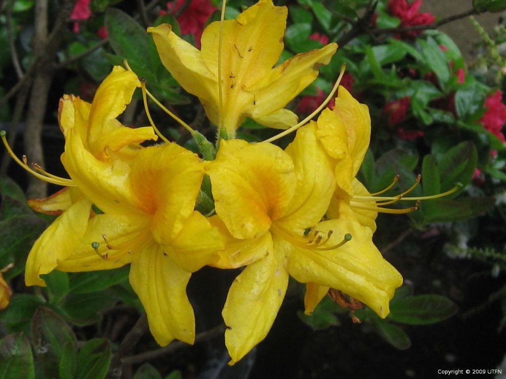 Azalea, Exbury Hybrid 'Gold' | Urban Tree Farm Nursery