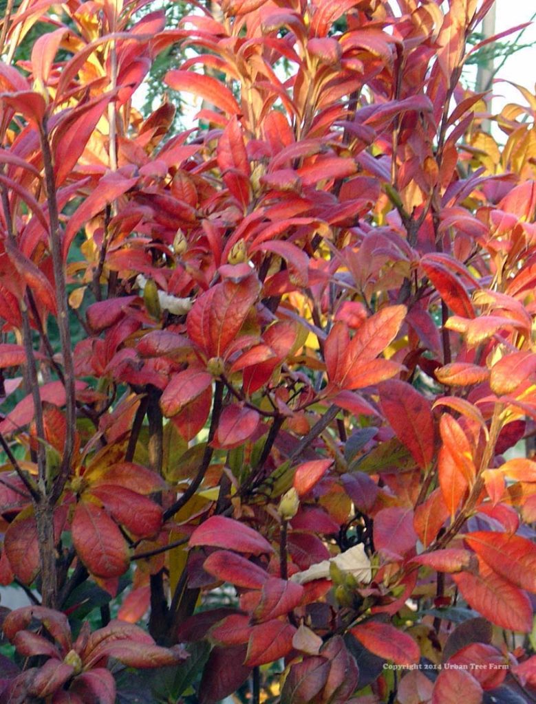 Azalea, Exbury Hybrid 'Gold' | Urban Tree Farm Nursery