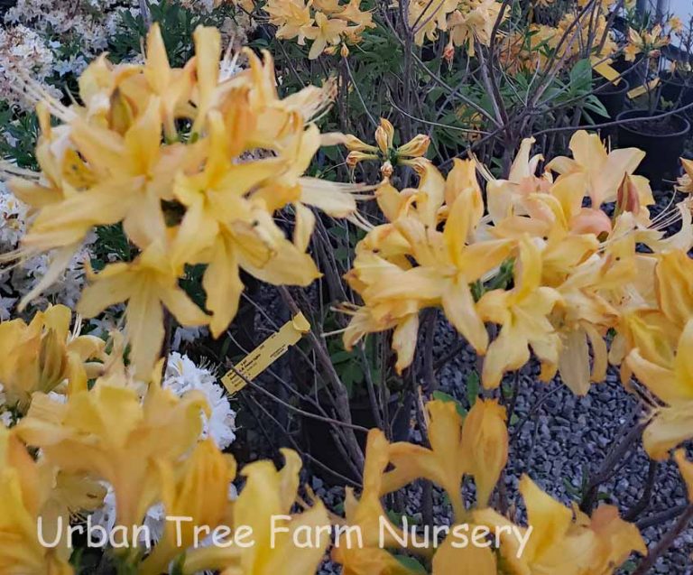 Azalea, Exbury Hybrid 'Golden Lights' | Urban Tree Farm Nursery