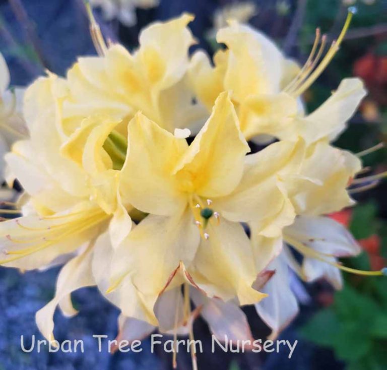 Azalea, Exbury Hybrid 'Lemon Lights' | Urban Tree Farm Nursery