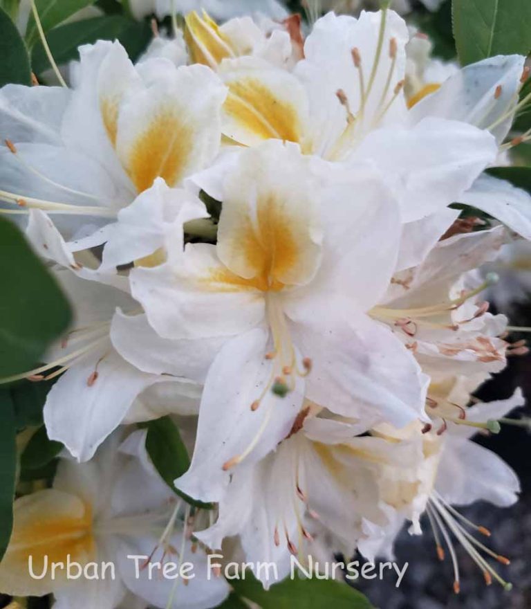 Azalea, Exbury Hybrid 'Northern Hi-Lights' | Urban Tree Farm Nursery