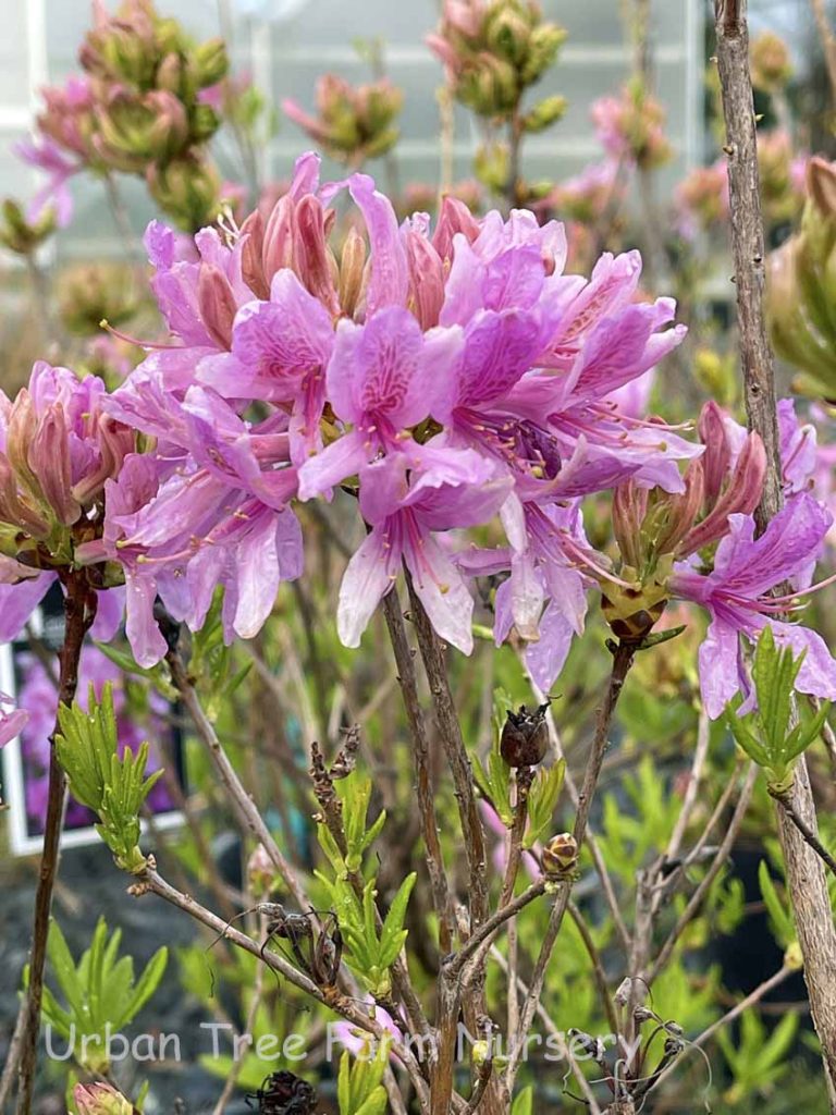 Azalea, Exbury Hybrid 'Orchid Lights' | Urban Tree Farm Nursery