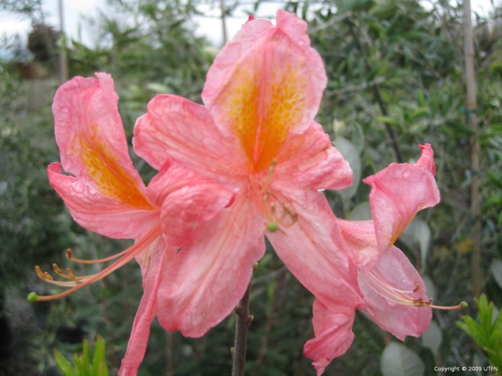 Azalea, Exbury Hybrid 'Pink' | Urban Tree Farm Nursery