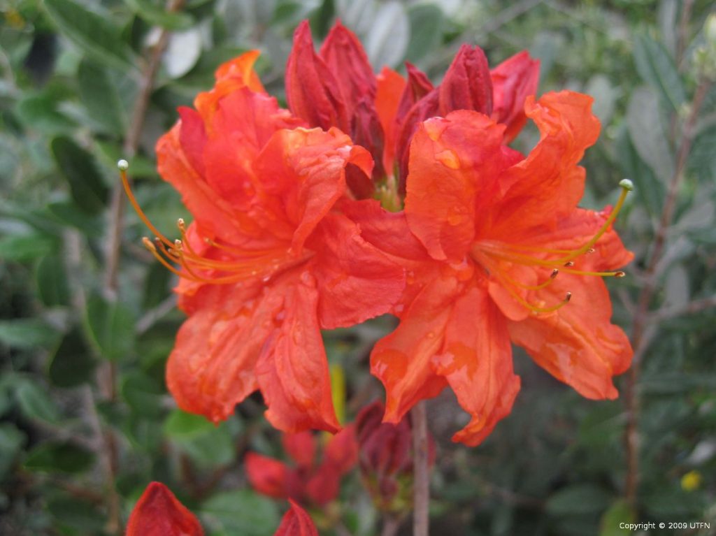 Azalea, Exbury Hybrid 'Red/Orange' | Urban Tree Farm Nursery