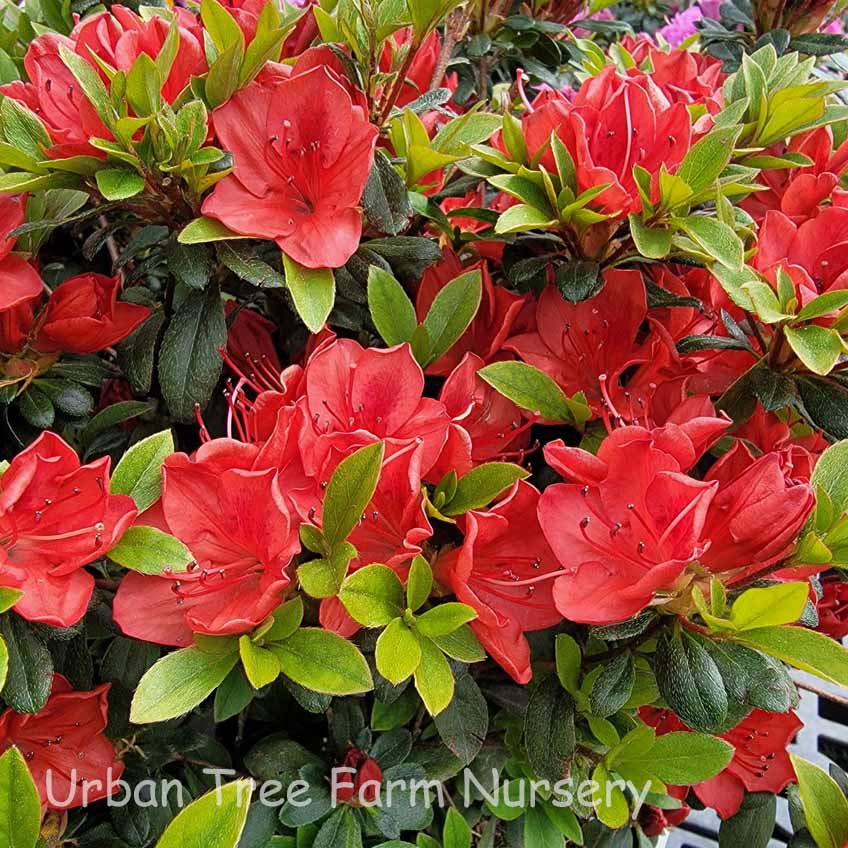 Azalea 'Fridoline' | Urban Tree Farm Nursery