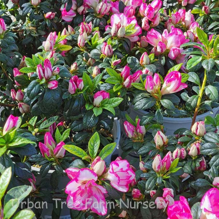 Azalea 'Haru-no-hibiki' | Urban Tree Farm Nursery