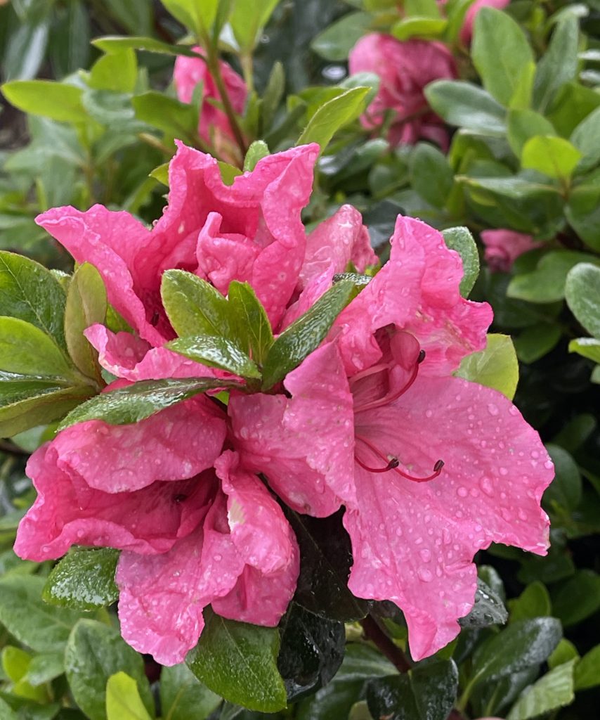 Azalea 'Higasa' | Urban Tree Farm Nursery