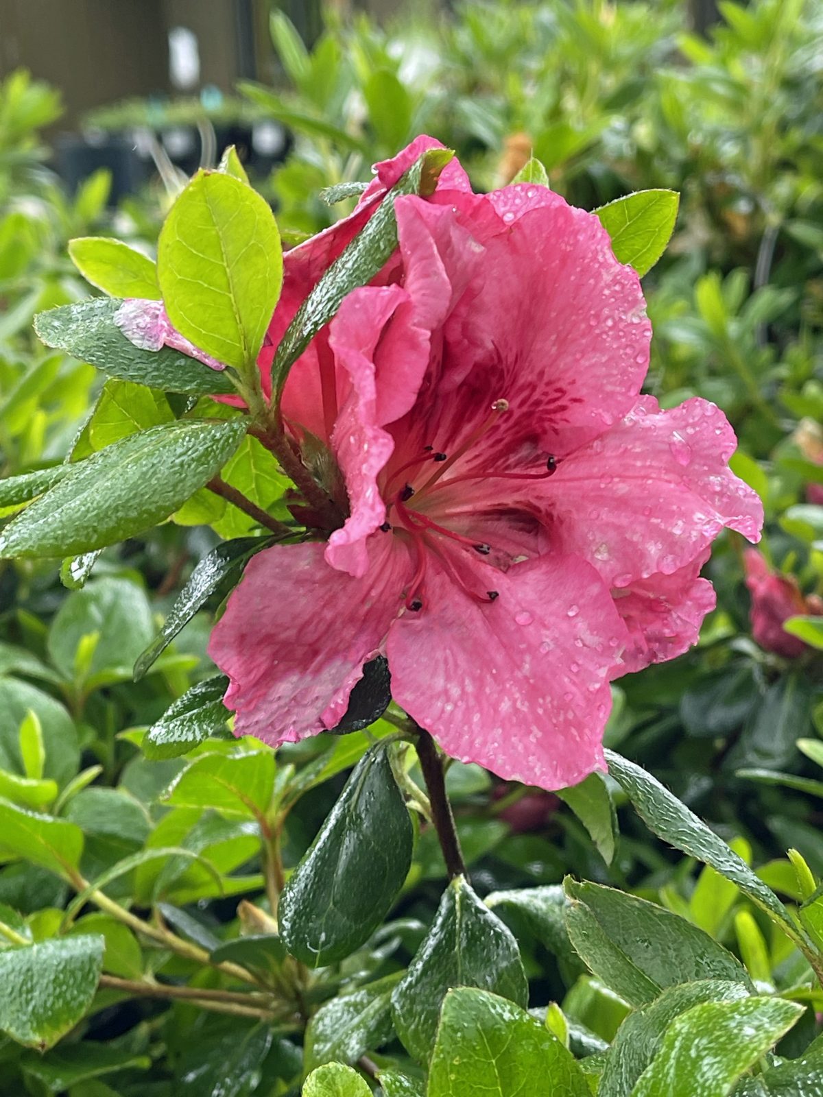 Azalea 'Higasa' | Urban Tree Farm Nursery