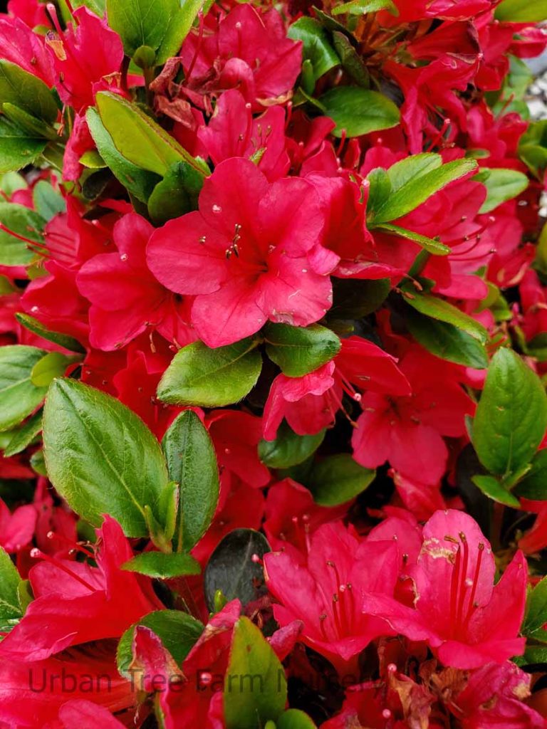 Azalea 'Hino-Crimson' | Urban Tree Farm Nursery