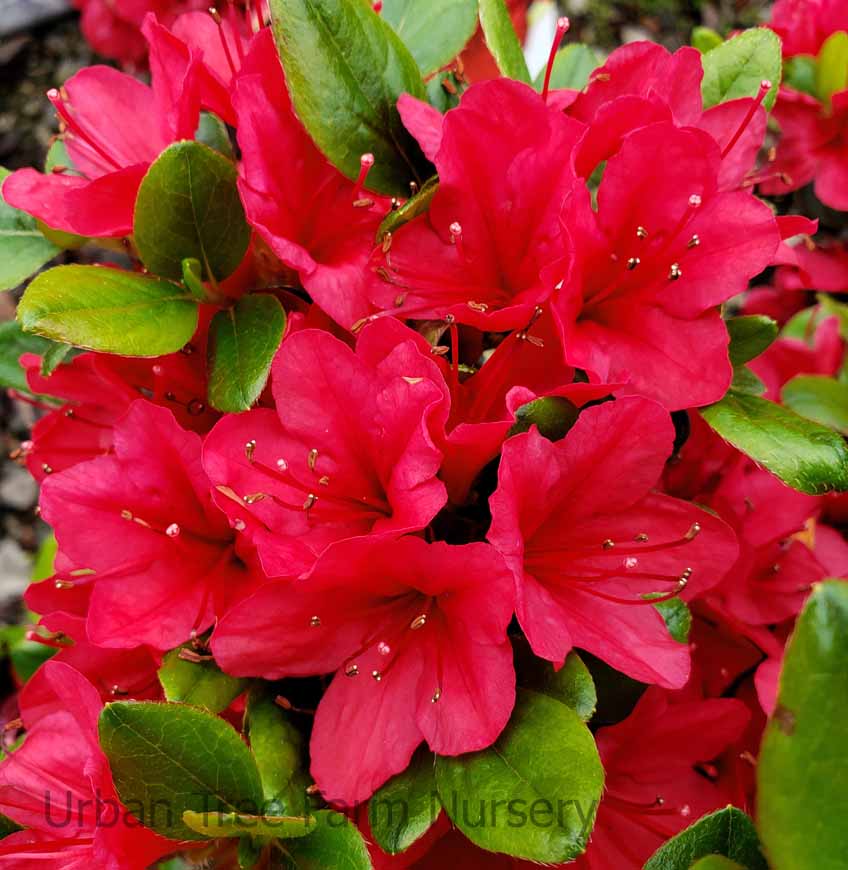Azalea 'Hino-Crimson' | Urban Tree Farm Nursery