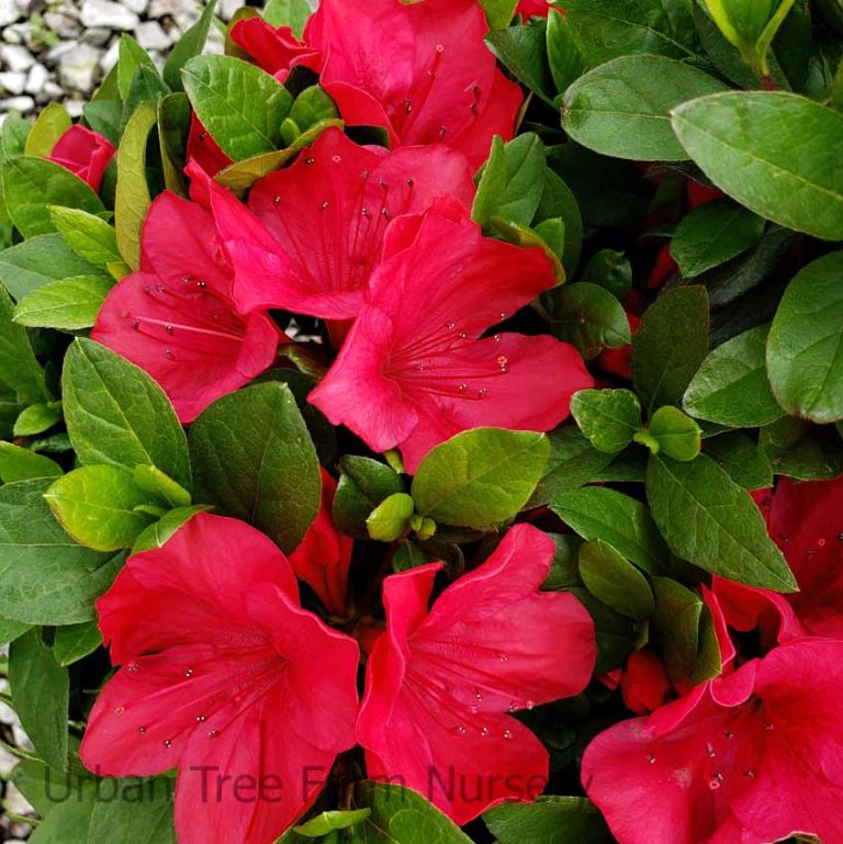 Azalea 'Mother's Day' | Urban Tree Farm Nursery