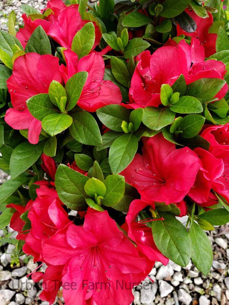 Azalea 'Mother's Day' | Urban Tree Farm Nursery