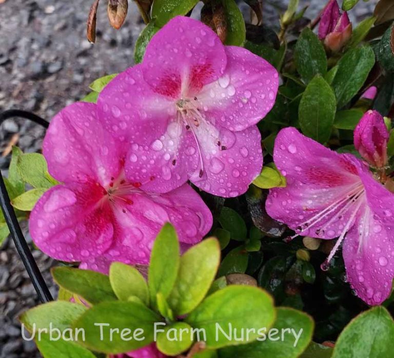 Azalea 'Nuccio's Wild Moon' | Urban Tree Farm Nursery